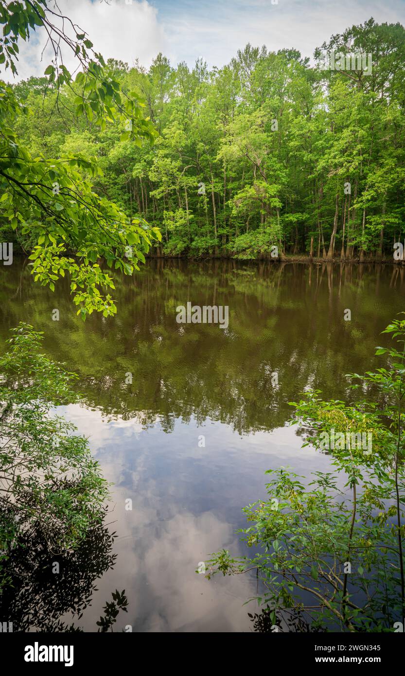 Congaree National Park in central South Carolina, USA Stock Photo - Alamy
