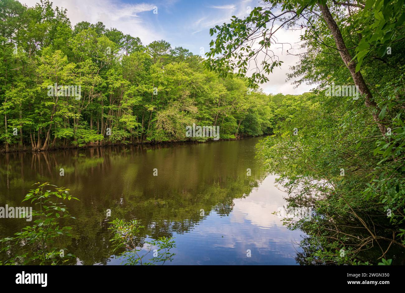 Congaree National Park in central South Carolina, USA Stock Photo - Alamy