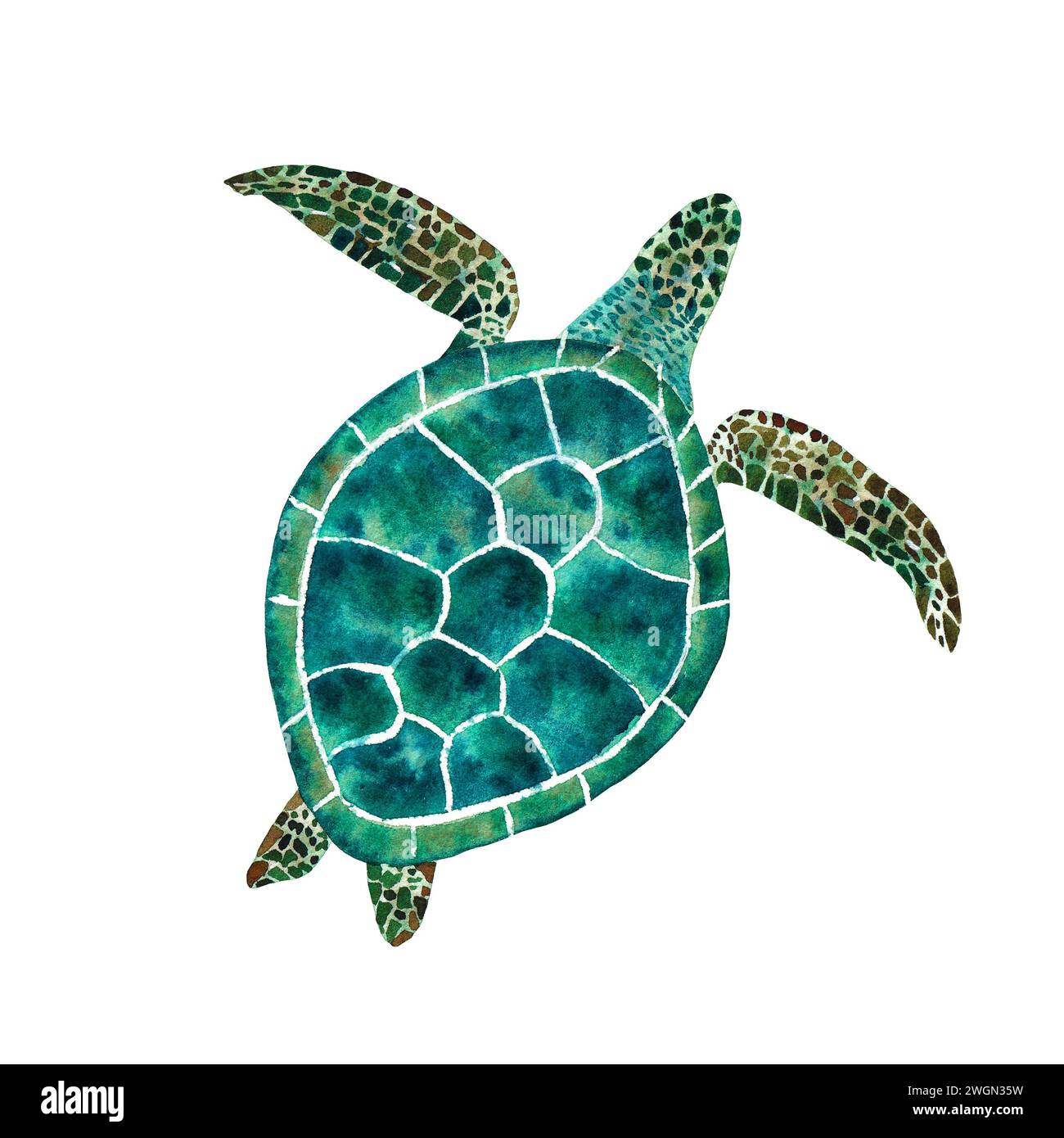Watercolor sea turtle. Hand drawn illustration on the white background ...