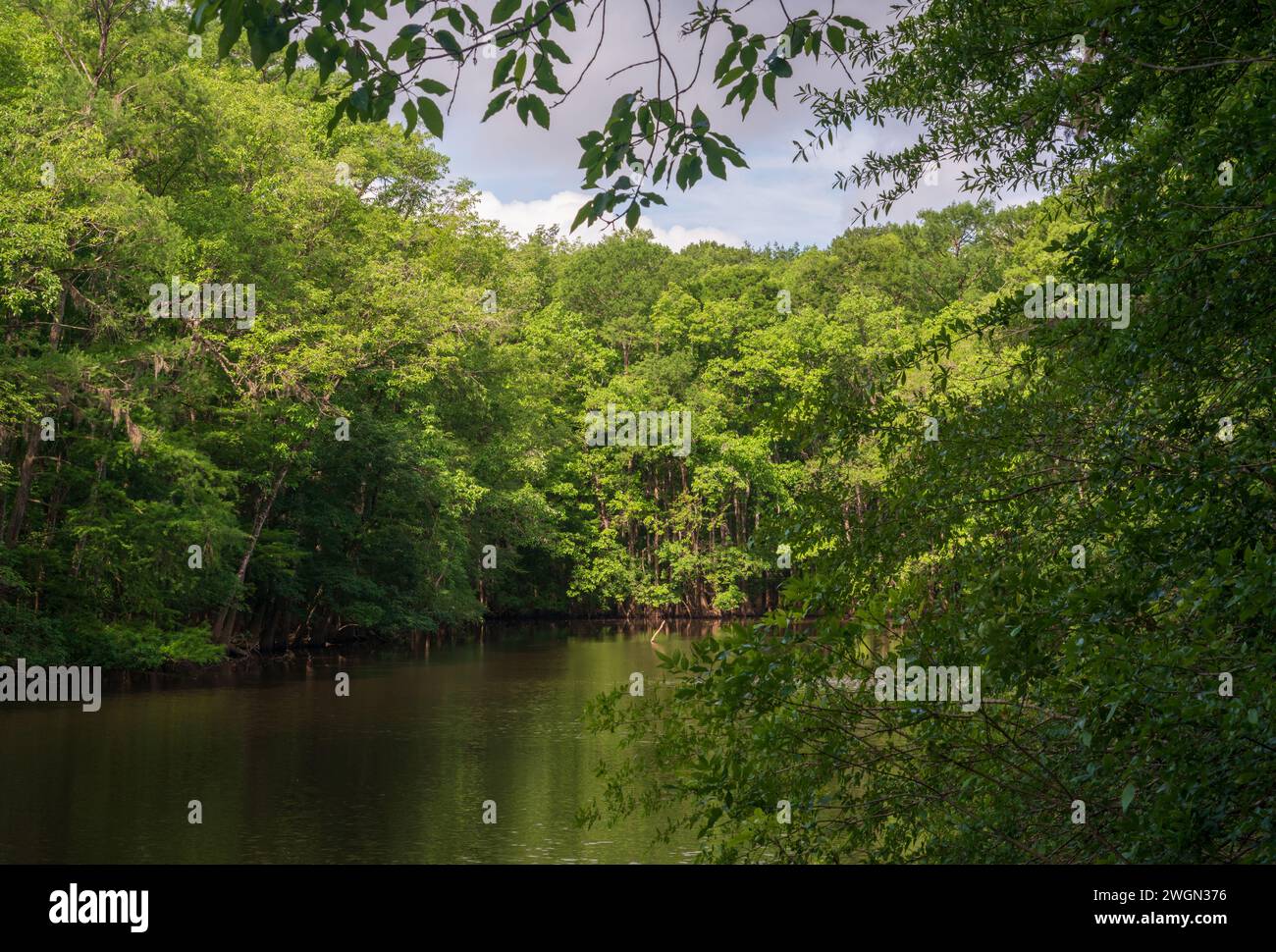 Congaree National Park in central South Carolina, USA Stock Photo - Alamy