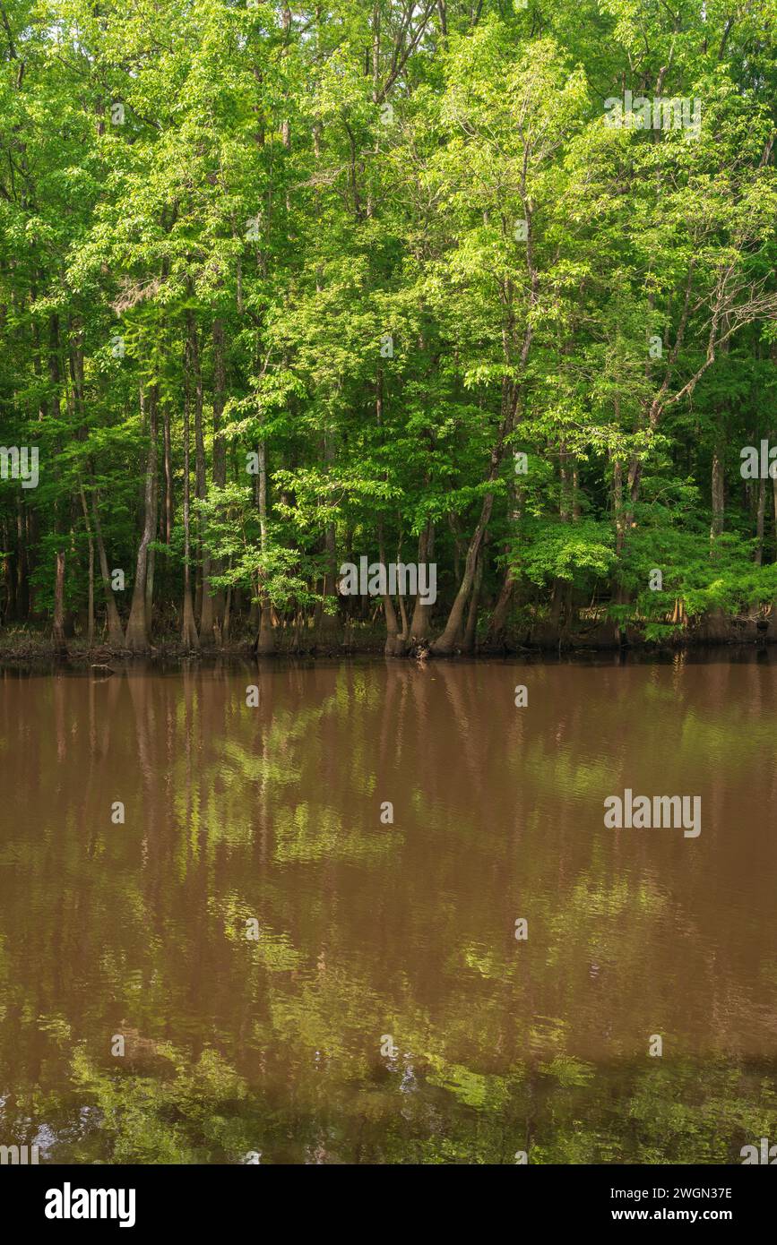 Congaree National Park in central South Carolina, USA Stock Photo - Alamy