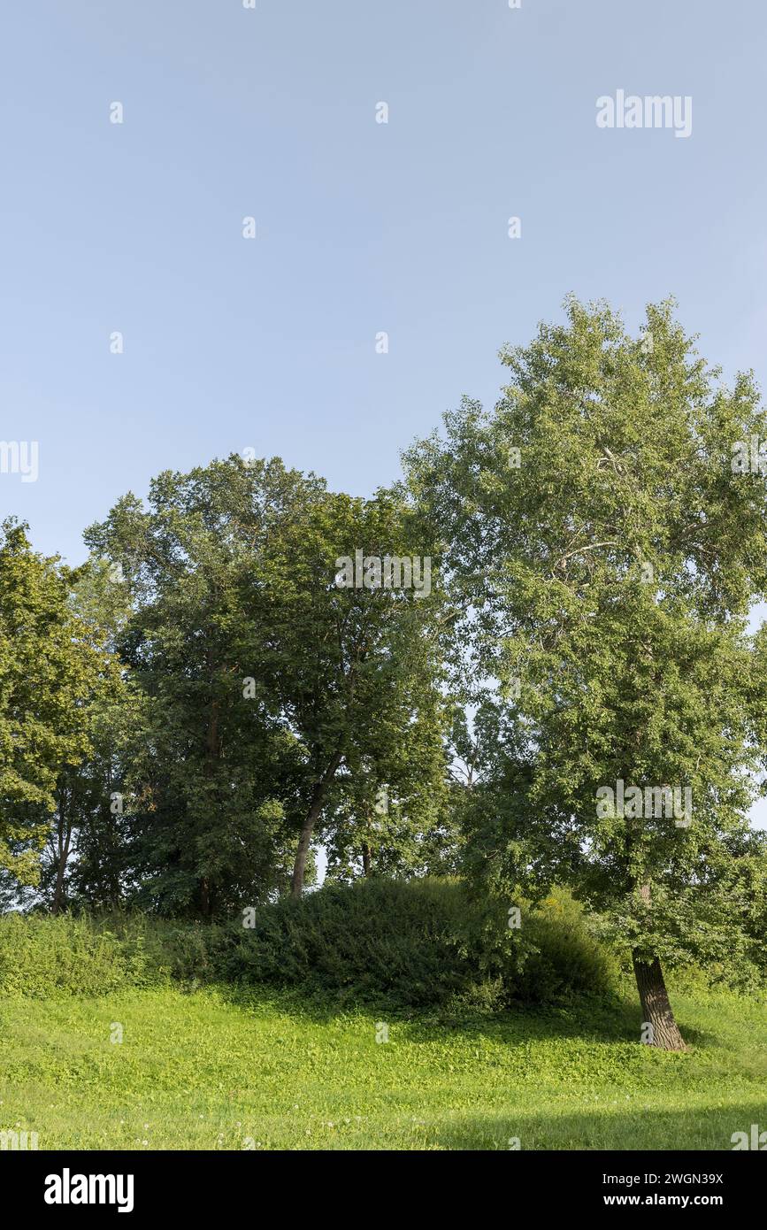 Different trees growing together in the forest, sunny summer weather in ...