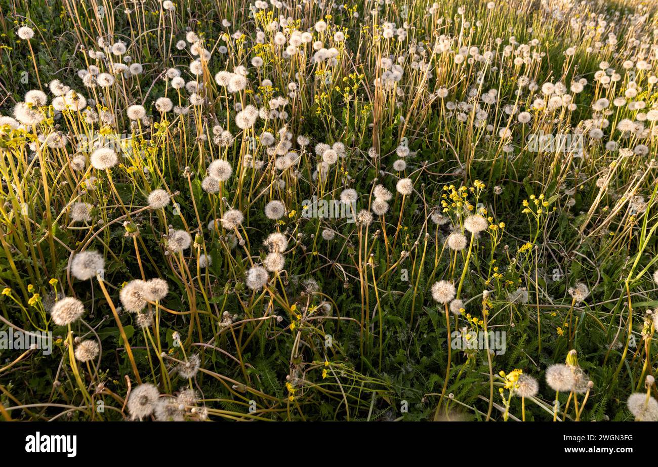 a large number of white dandelions at sunset, a field with white ...