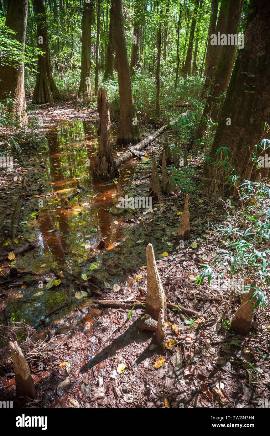 The Forest Floor at Congaree National Park in central South Carolina ...