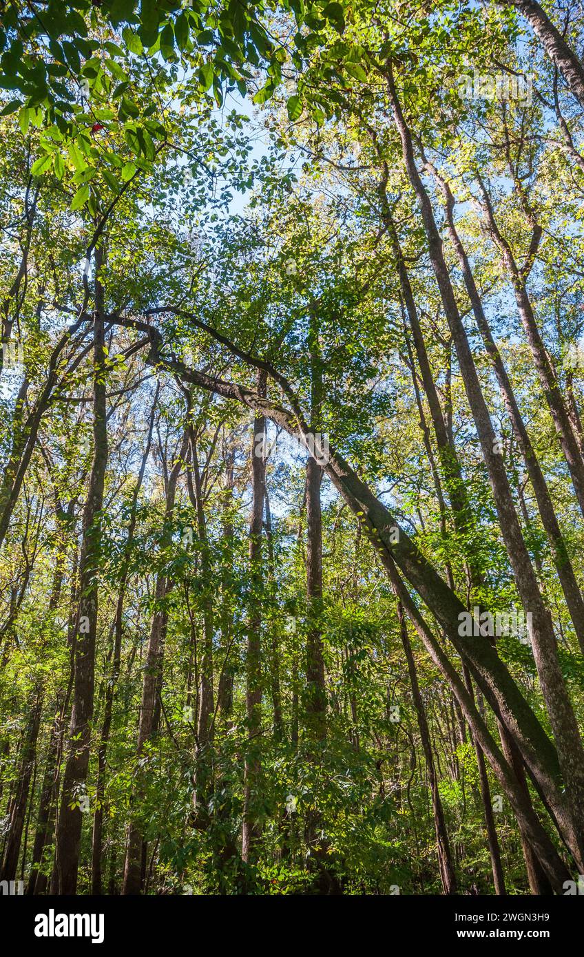 The Forest Floor at Congaree National Park in central South Carolina ...