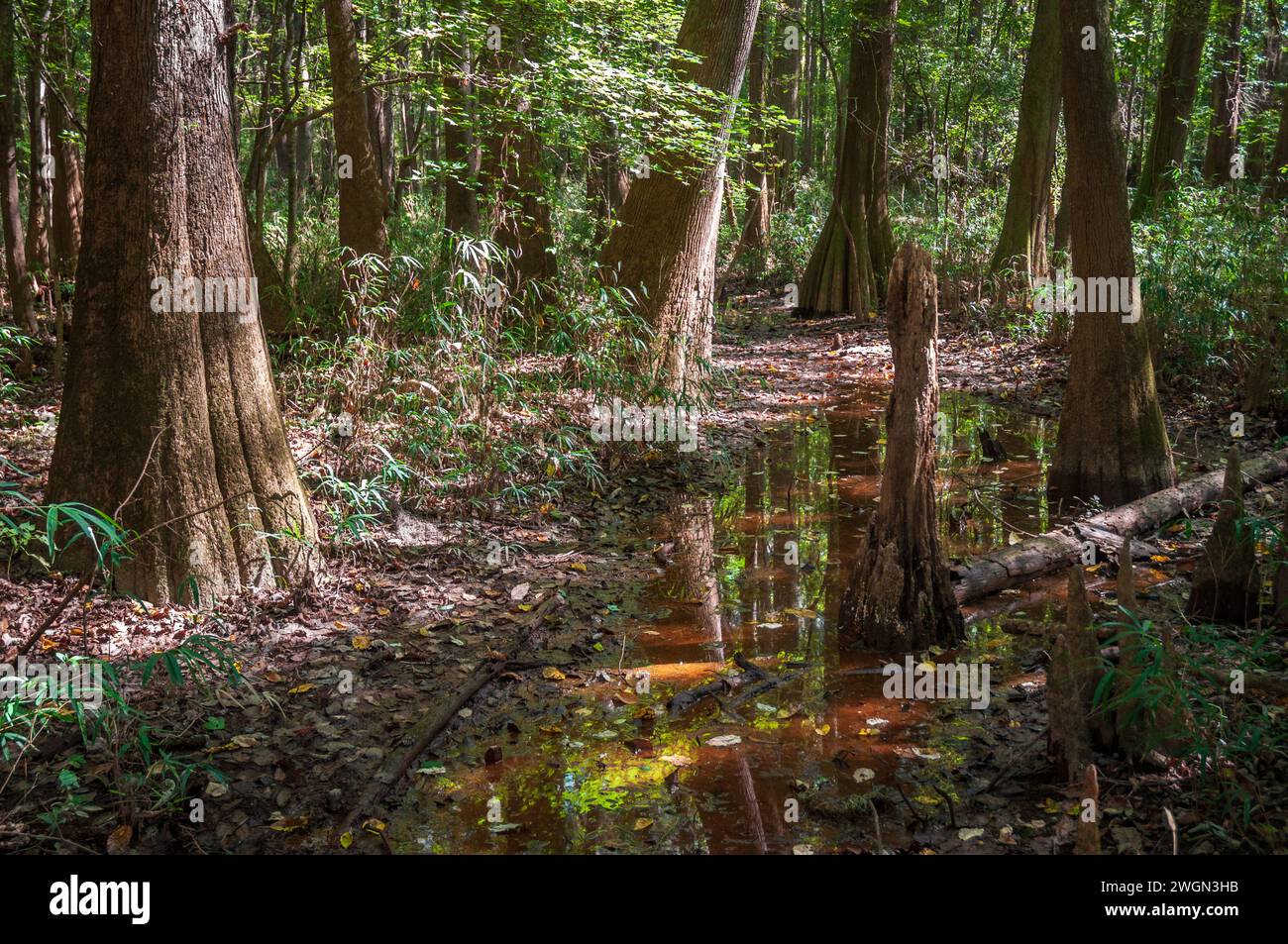 The Forest Floor at Congaree National Park in central South Carolina ...