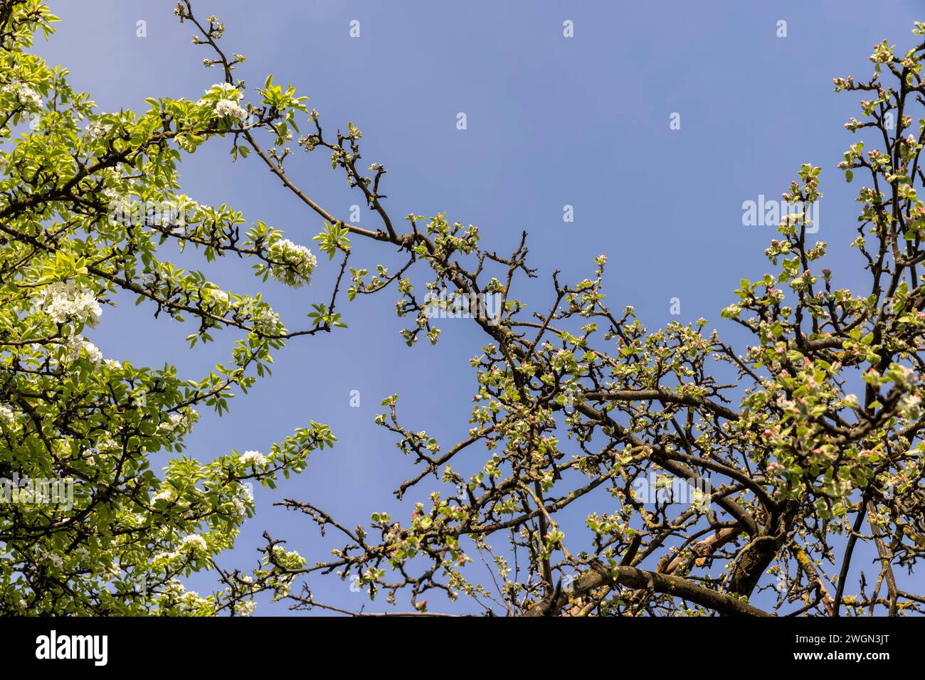cherry blossom tree in spring, spring garden with cherry blossoms in ...
