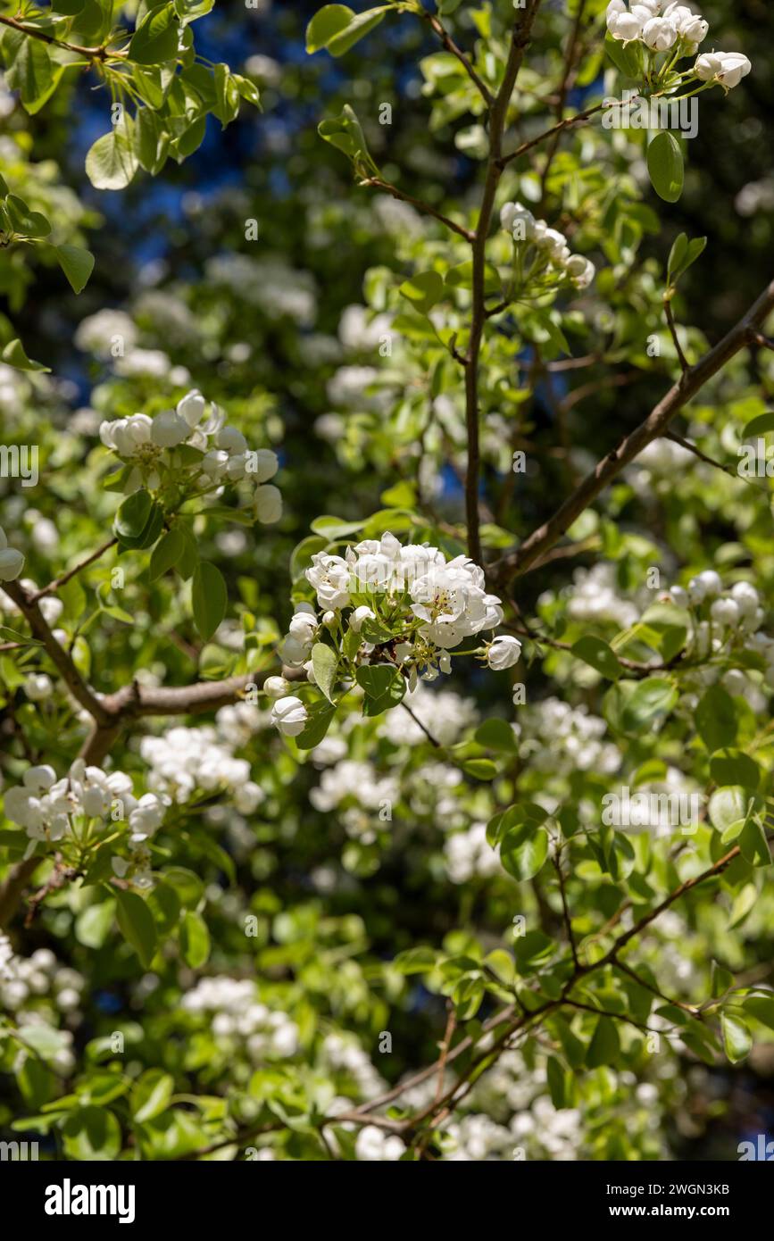 a branch of a flowering pear with green foliage, a butterfly and ...