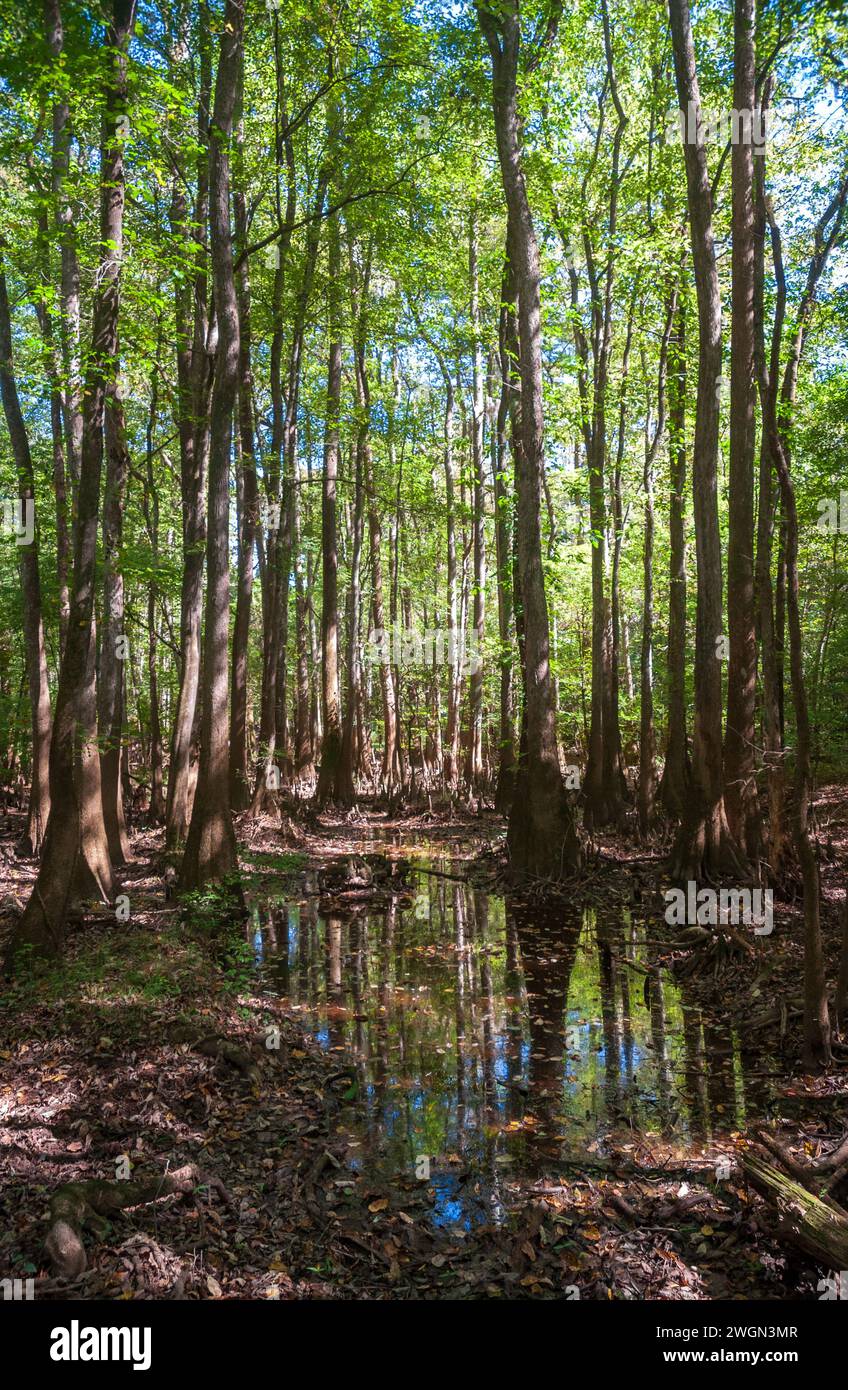 The Forest Floor at Congaree National Park in central South Carolina ...