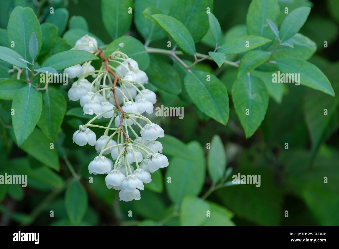 Zenobia pulverulenta Blue Sky, dusty zenobia Blue Sky, pendent, bell ...