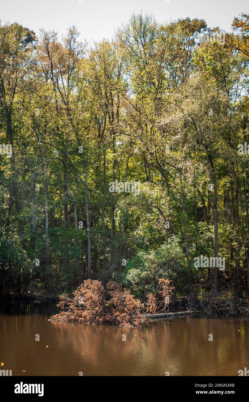 Congaree National Park in central South Carolina, USA Stock Photo - Alamy