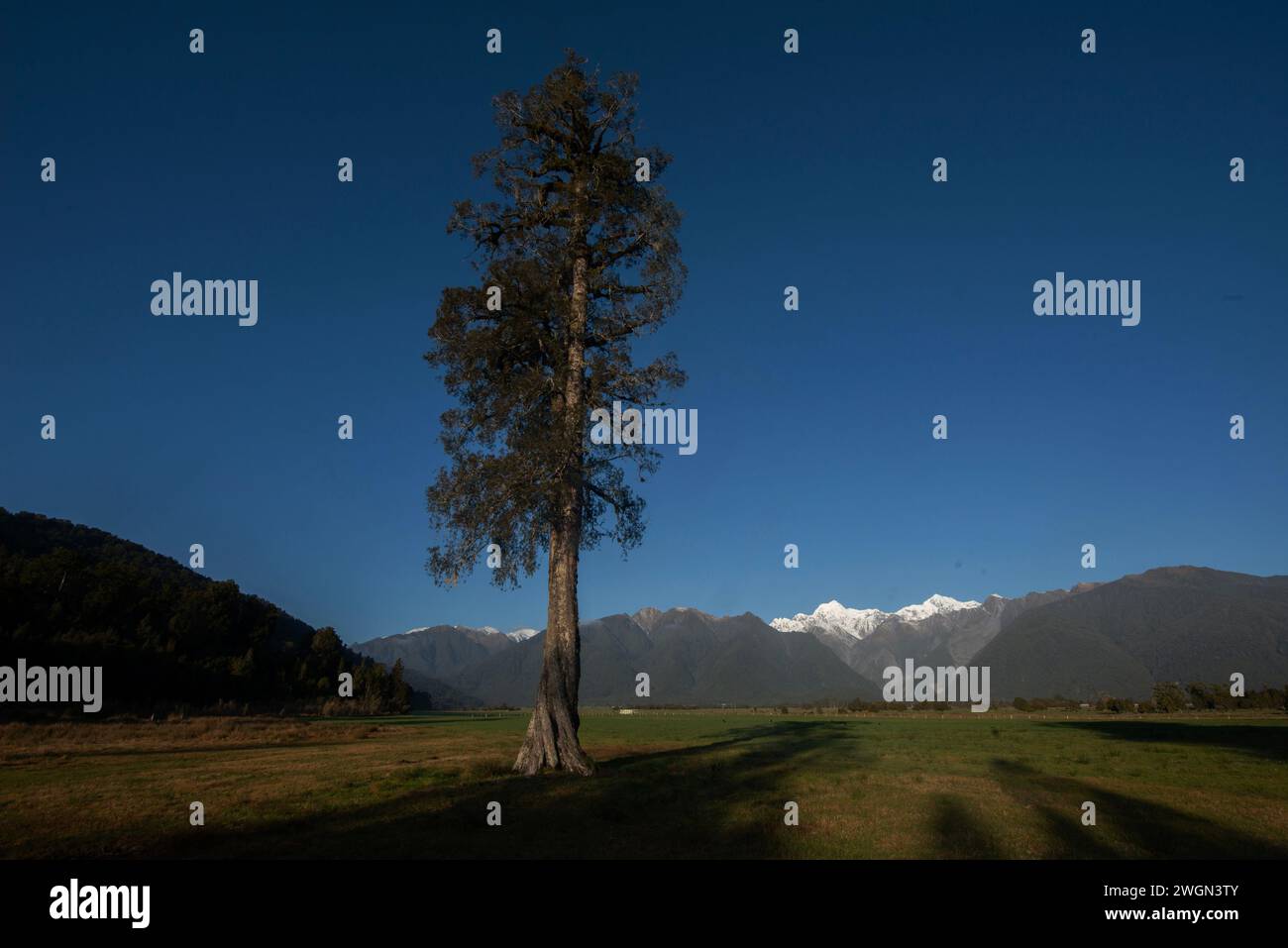 Tree with snow-capped mountains, Lake Matheson Walk, Westland Tai ...