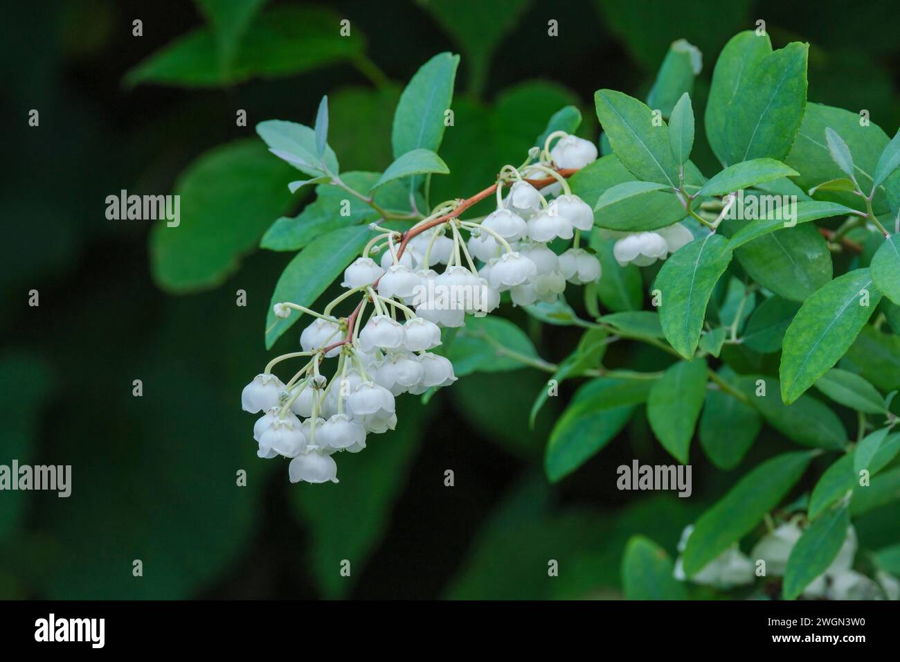 Zenobia pulverulenta Blue Sky, dusty zenobia Blue Sky, pendent, bell ...