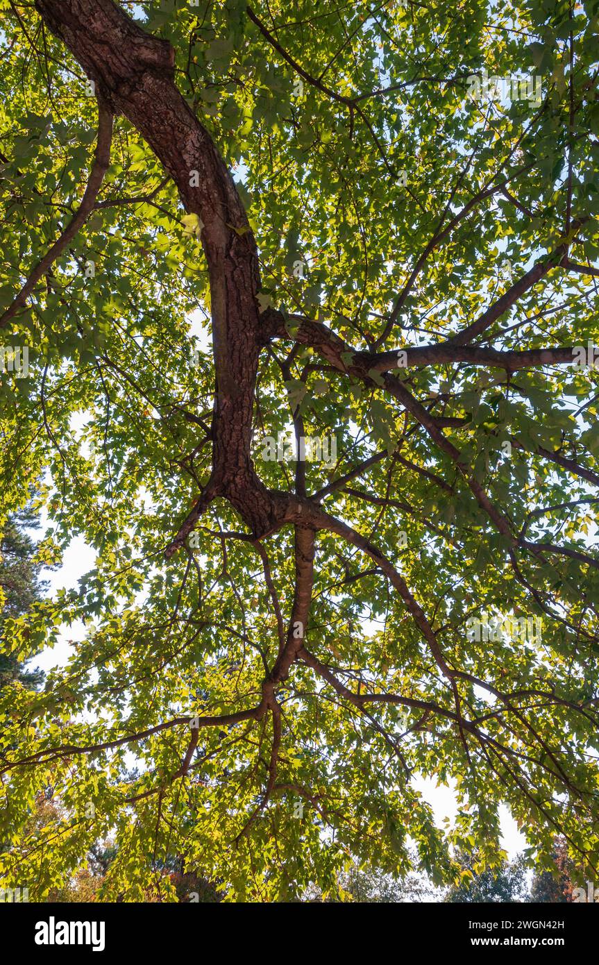 The Cowpens National Battlefield Park, in South Carolina, Major ...