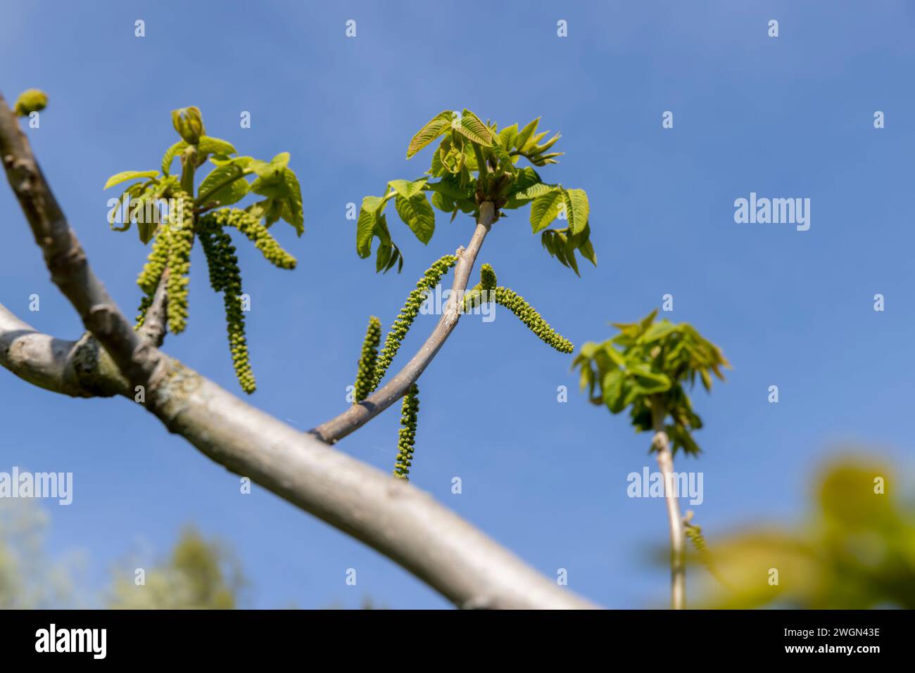 a flowering walnut tree in the spring season, a spring park with a ...