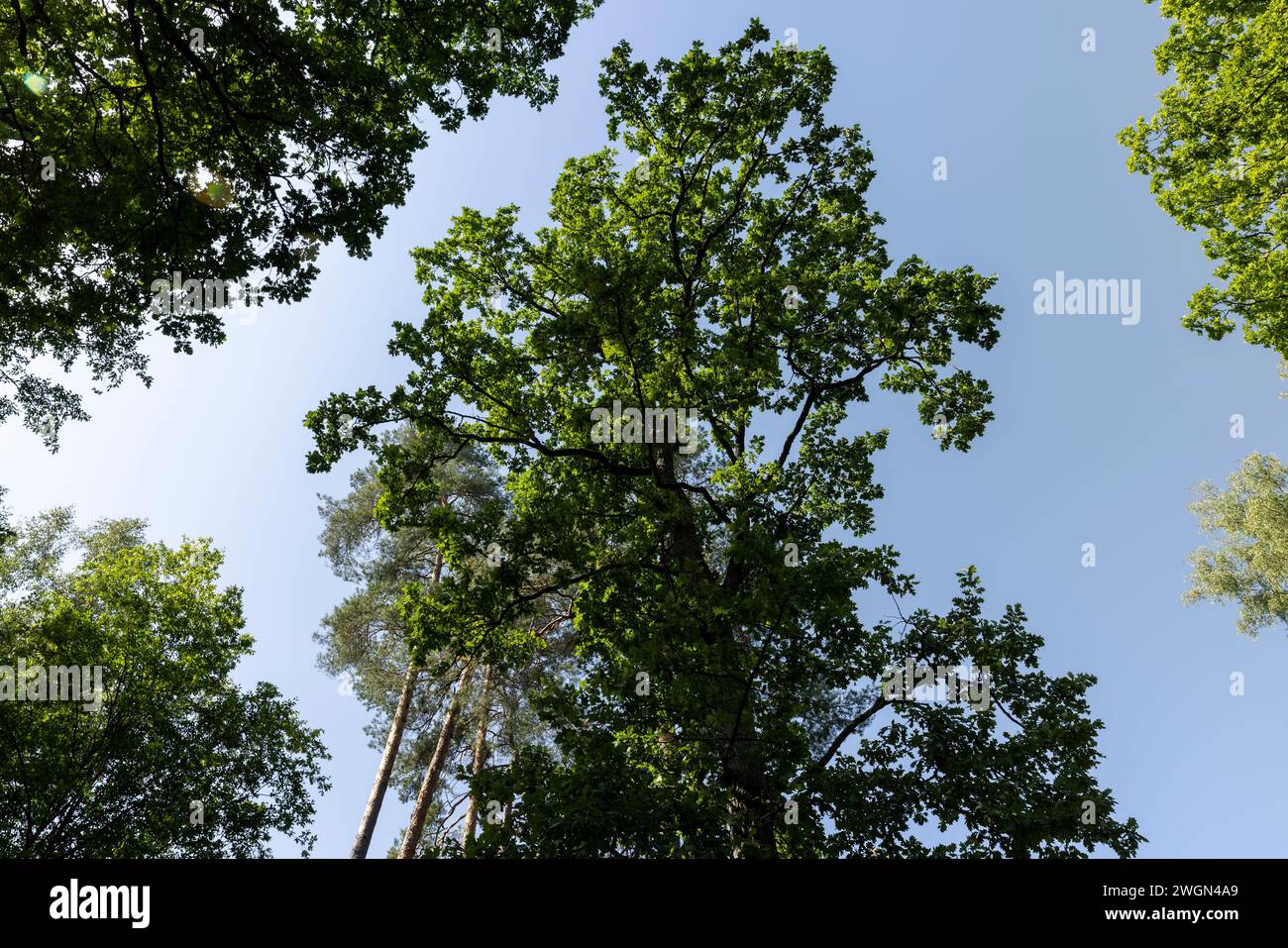 beautiful nature in the forest with different types of trees, tall ...