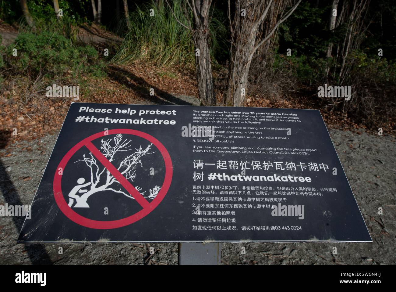 Sign to protect tree, That Wanaka Tree, Wanaka Lake, Wanaka, Otago ...