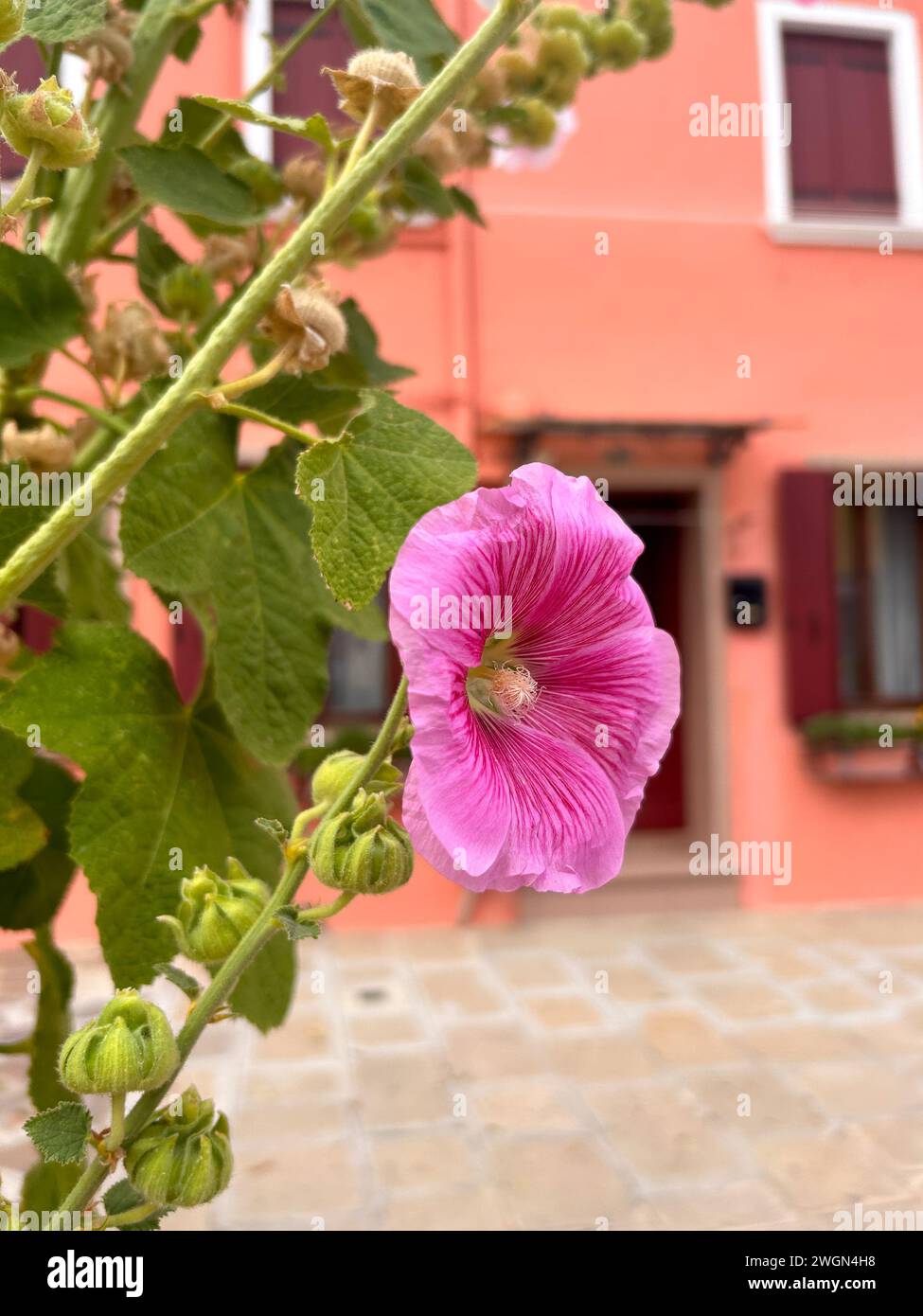 Nature's grace: A delicate pink flower blossoms amidst the colorful ...