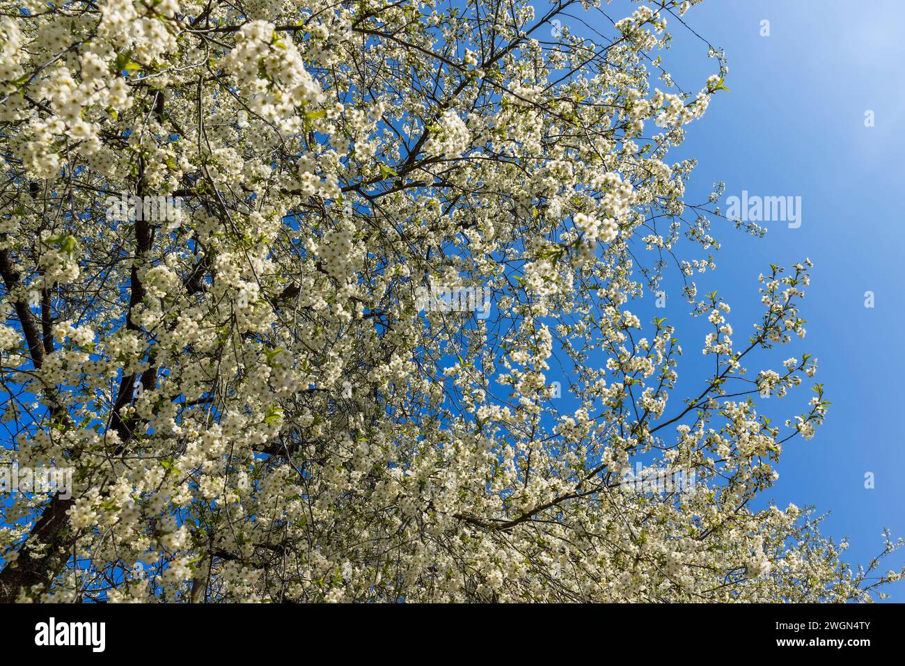 cherry blossom tree in spring, spring garden with cherry blossoms in ...