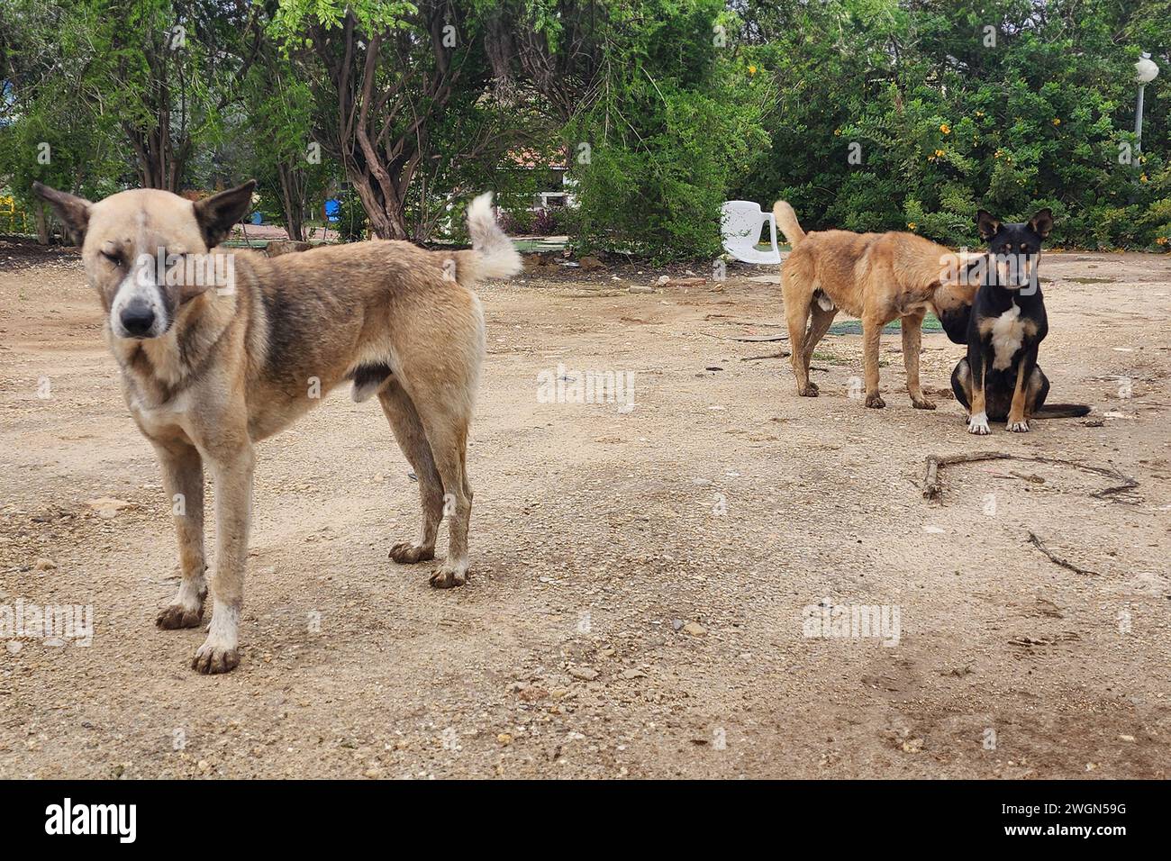Group stray dogs hi-res stock photography and images - Alamy