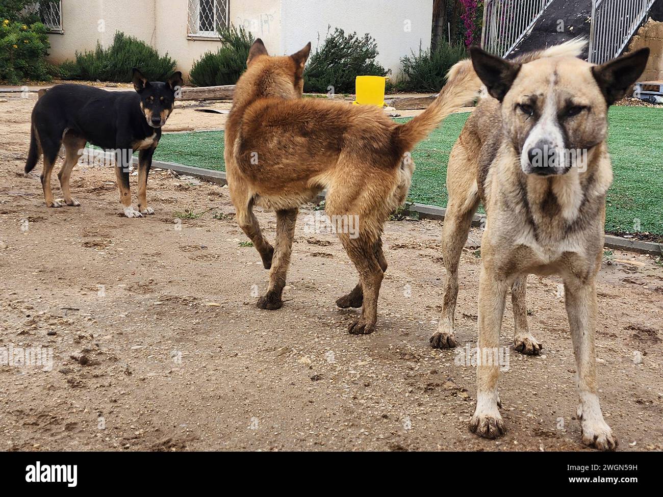 Packs of stray dogs from Gaza Strip roaming around Israeli border ...