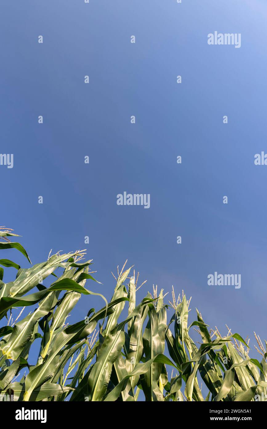 green corn with large ears before ripening, tall green corn in the ...