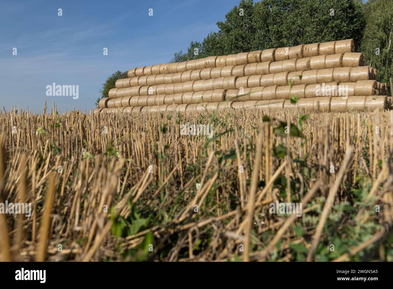 wheat straw collected in stacks after grain harvest, yellow straw from ...