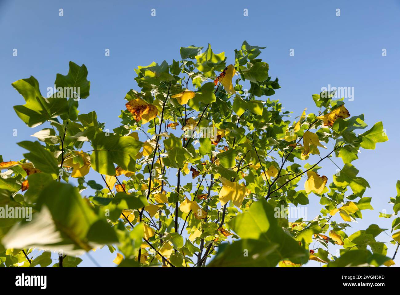 tulip tree in the autumn season with foliage changing color, changing ...