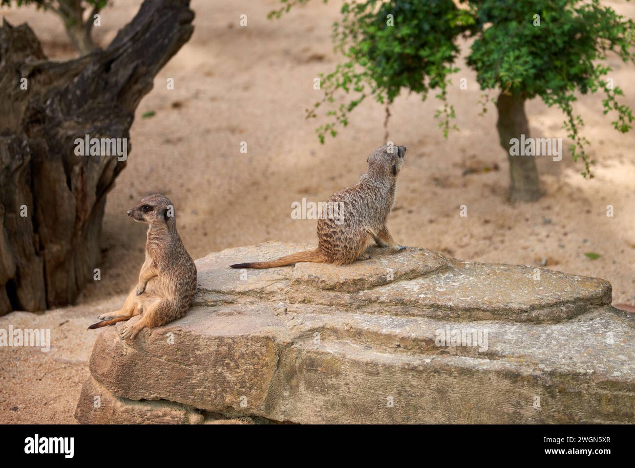 Wild Meerkats: Untamed Wonders of Nature. Savanna Tales: Adventures ...