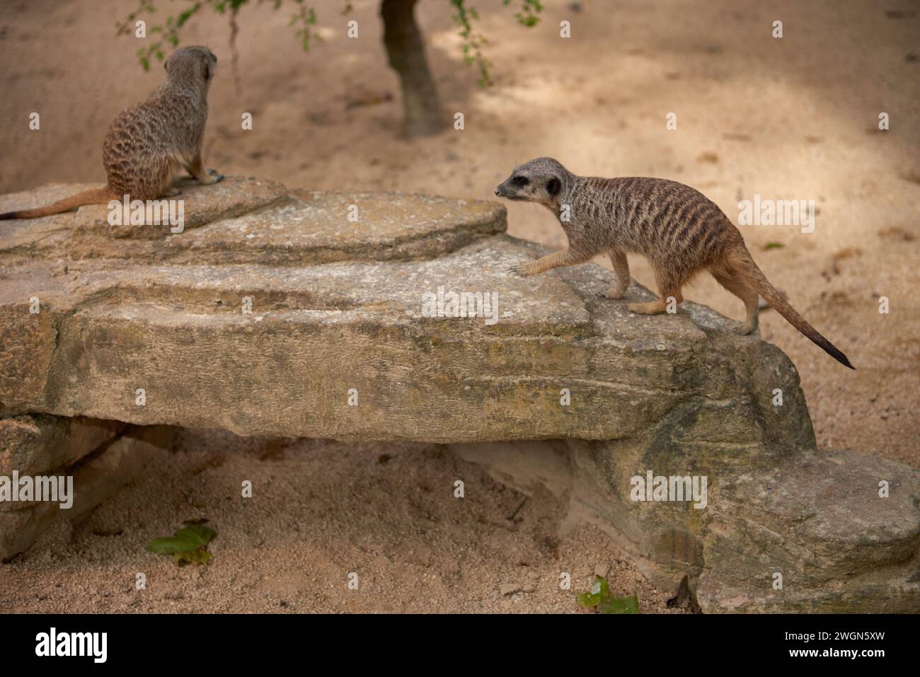 African odyssey unveiled hi-res stock photography and images - Alamy