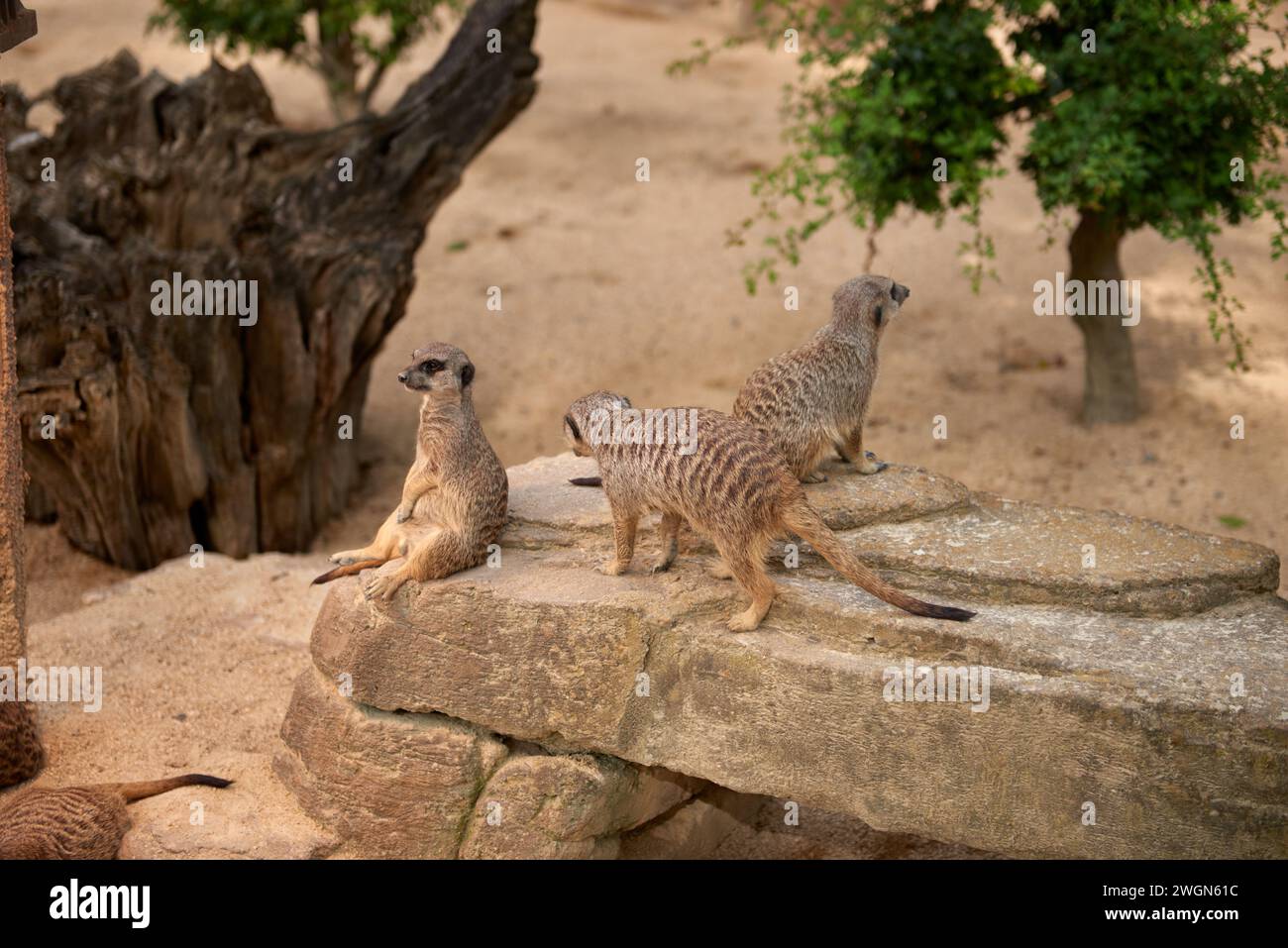 Wild Meerkats: Untamed Wonders of Nature. Savanna Tales: Adventures ...