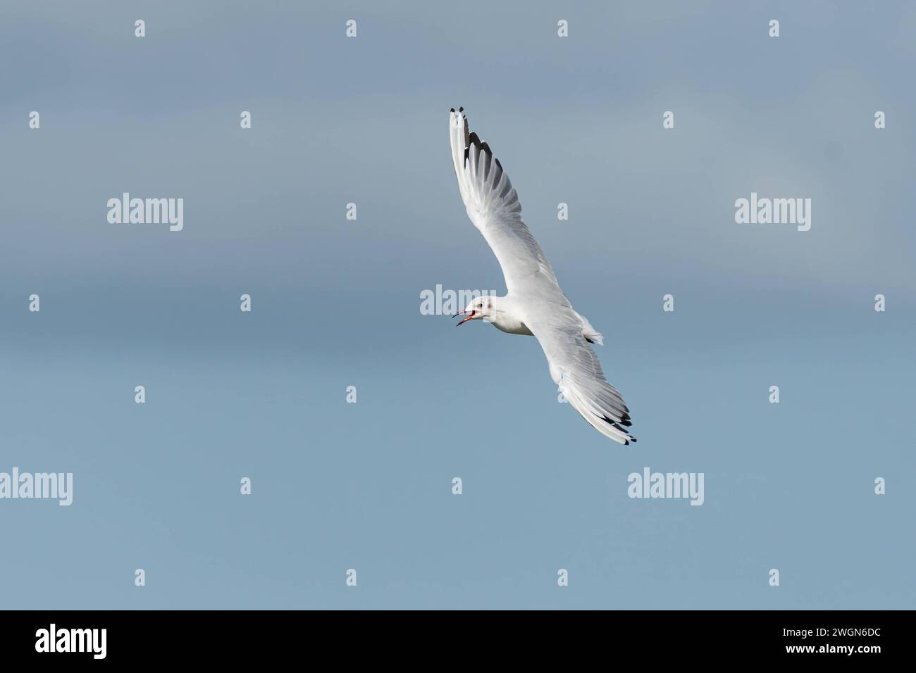 A black-headed gull Chroicocephalus ridibundus flying, blue sky, sunny ...