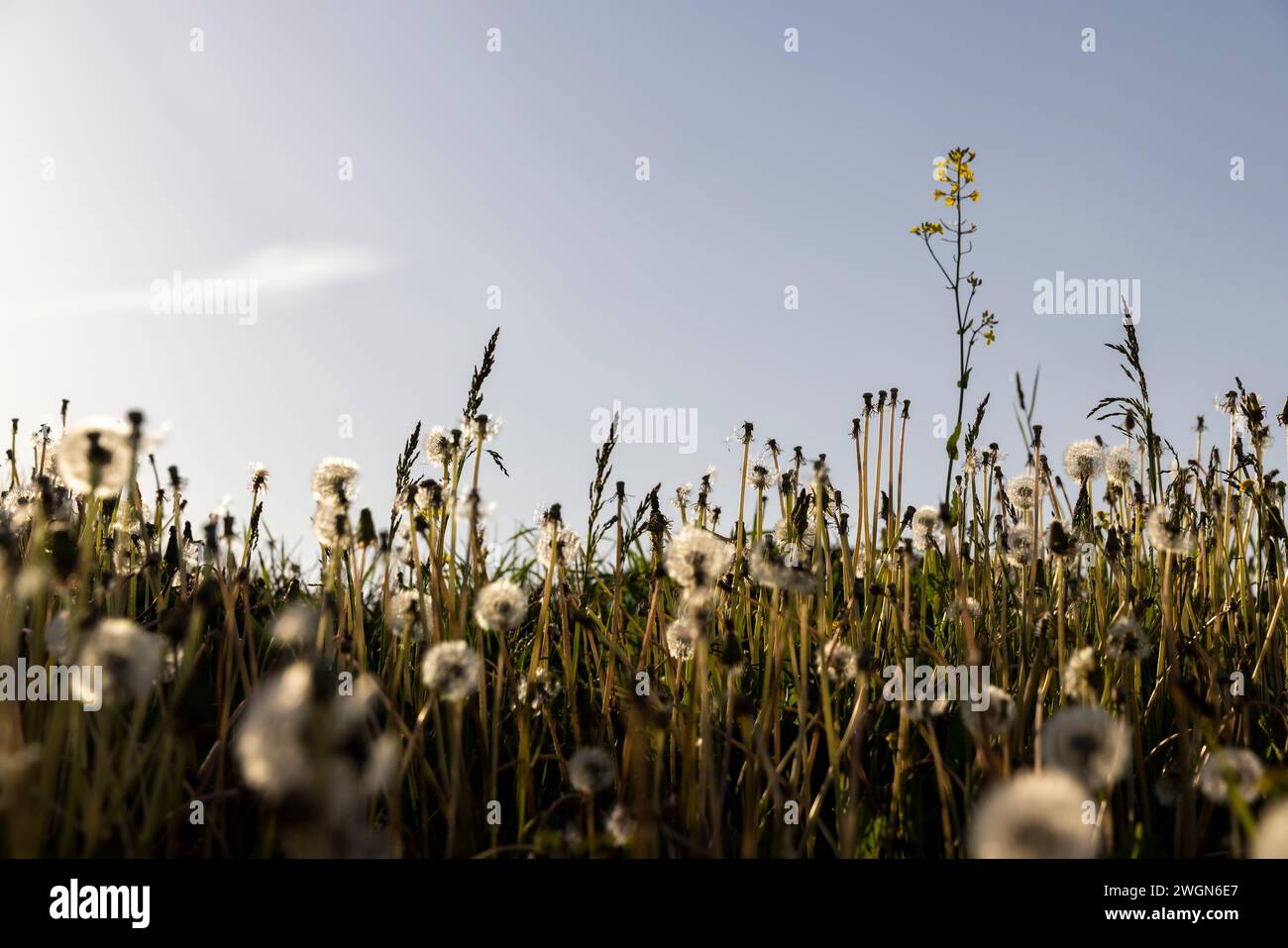 a large number of white dandelions at sunset, a field with white ...