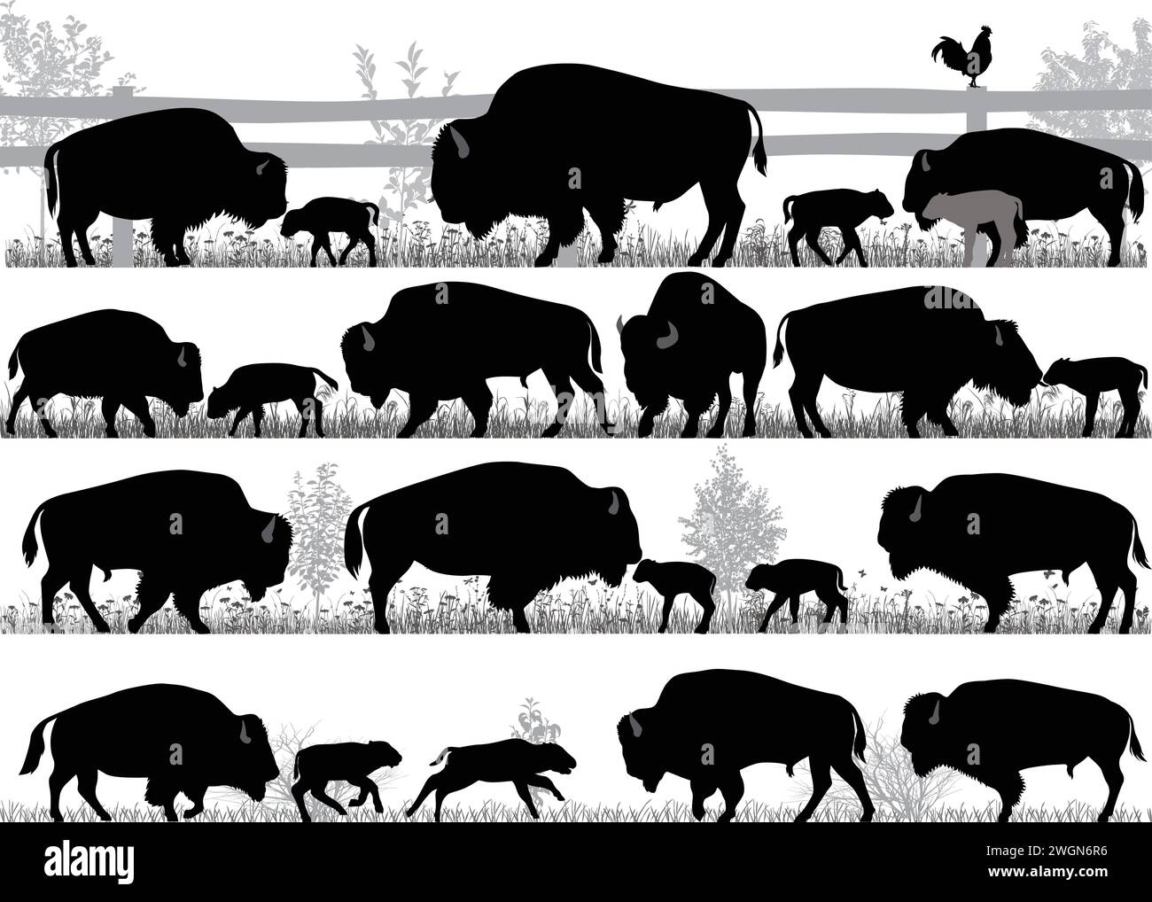 American bison Stock Vector Images - Alamy