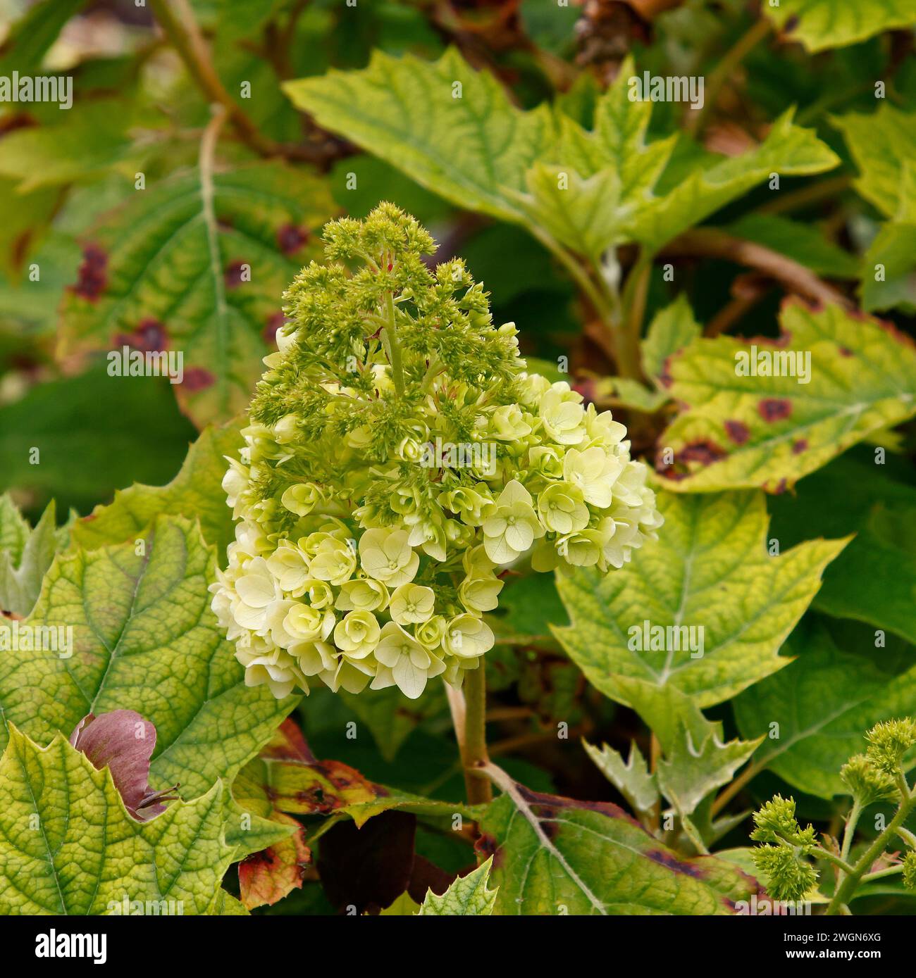 Closeup of the green-white flower buds of the perennial garden plant hydrangea quercifolia ...