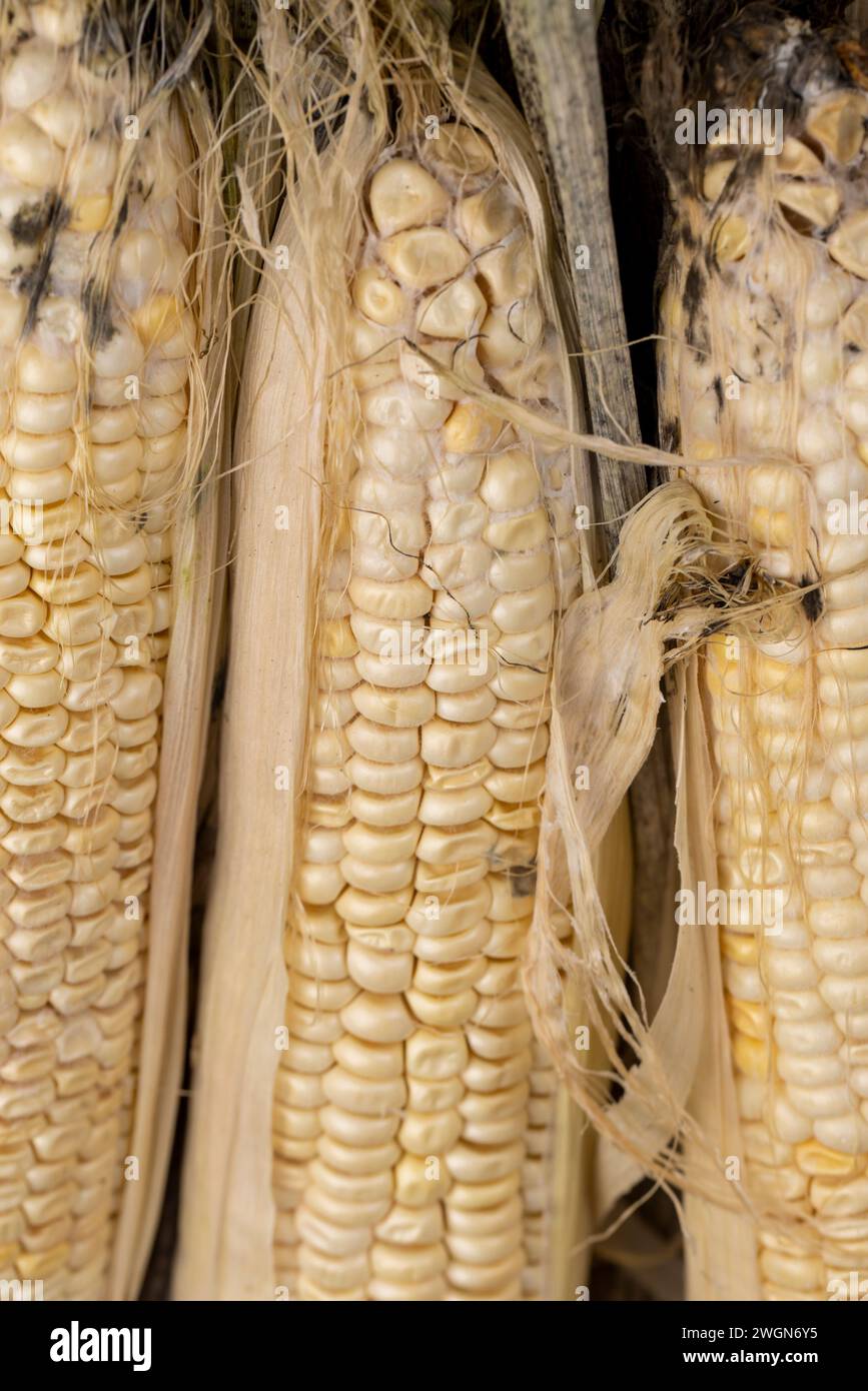 Old moldy corn cobs close-up, old spoiled sweet ripe corn food Stock ...