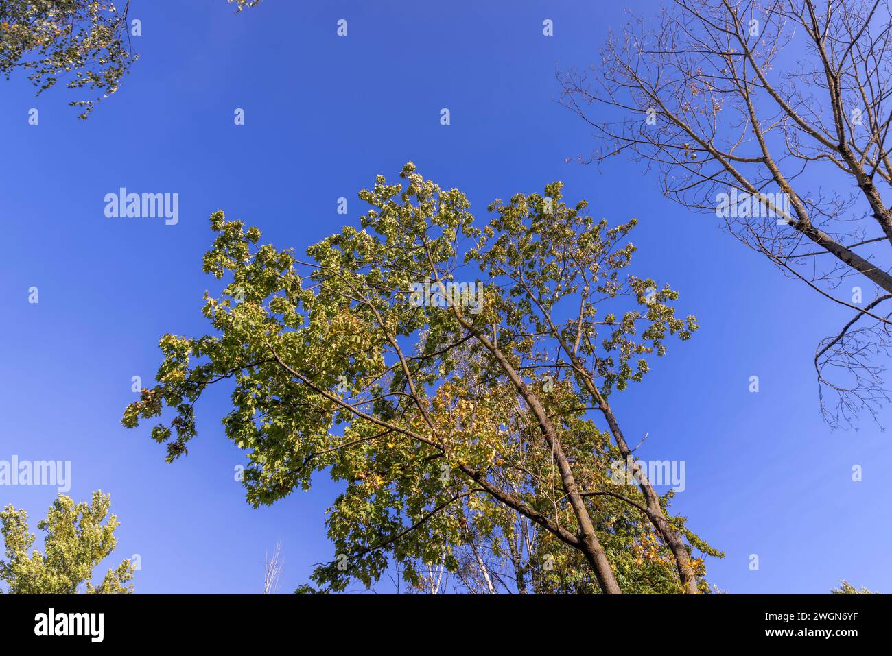 maple tree in the autumn season with foliage changing color, changing ...
