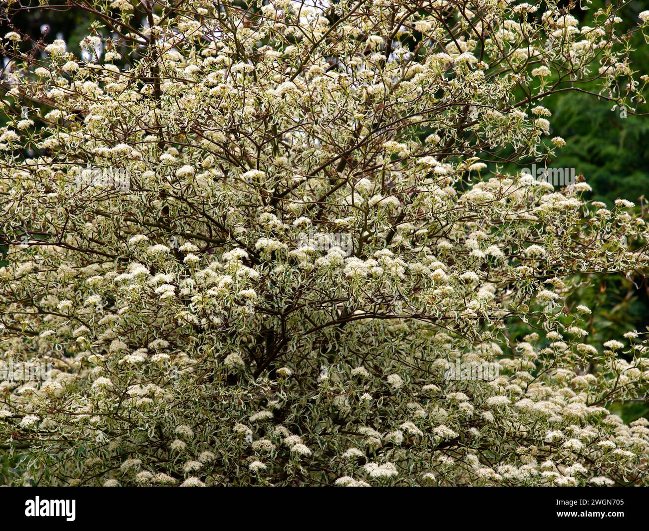 Closeup of the silver variegated leaves and white flowers of the early ...