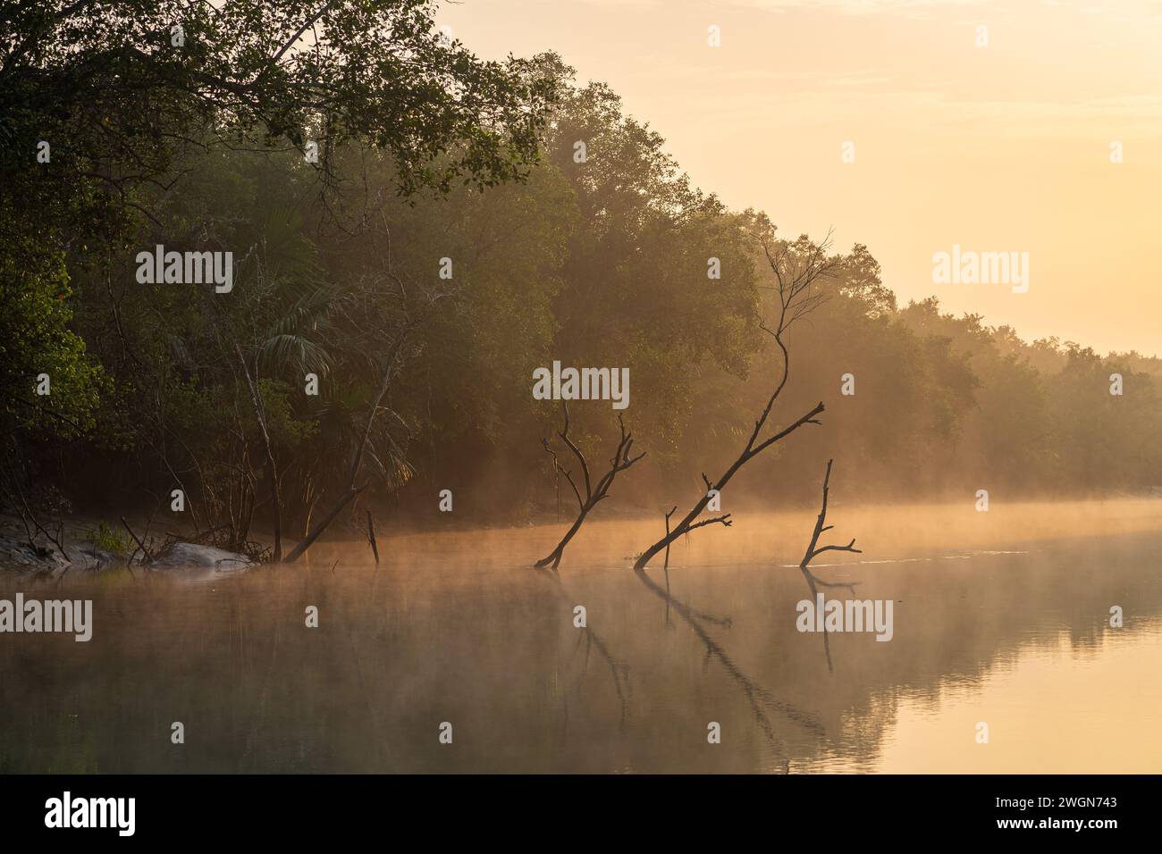 Scenic golden light landscape view of mangrove at dawn in Sundarbans ...