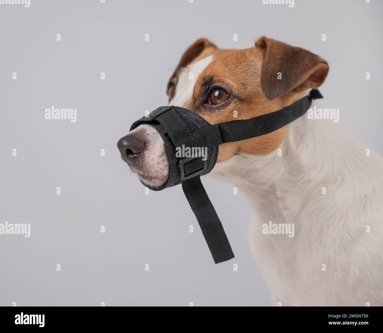 Jack Russell Terrier dog in a rag muzzle on a white background Stock ...