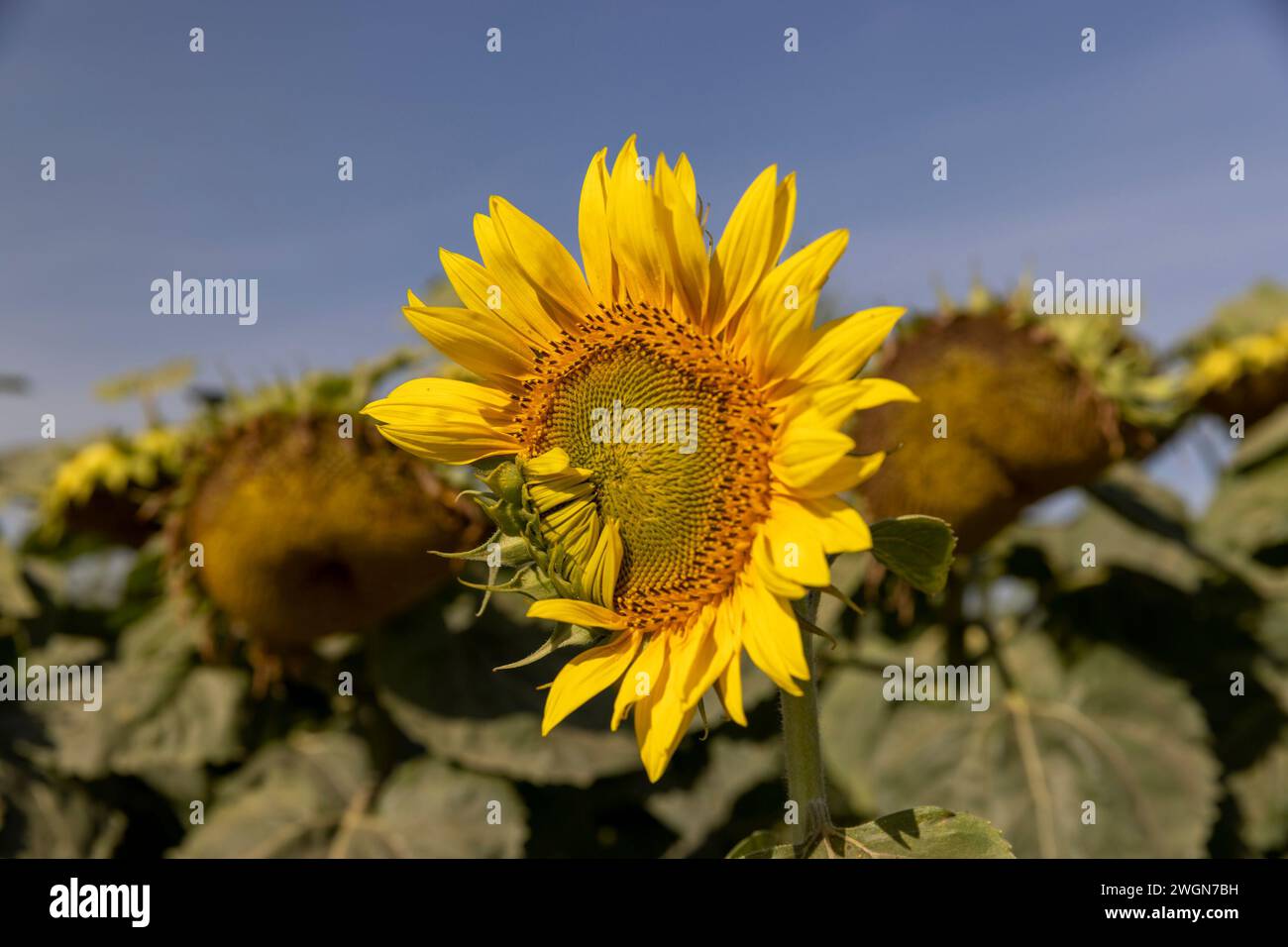 fading sunflowers in the summer, blooming at the end of flowering ...