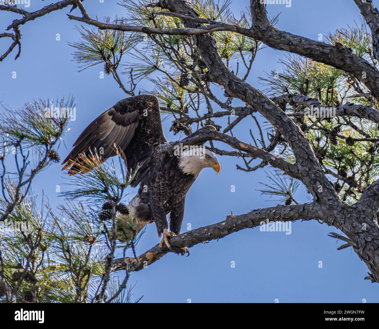 An eagle perching on a tree branch Stock Photo - Alamy