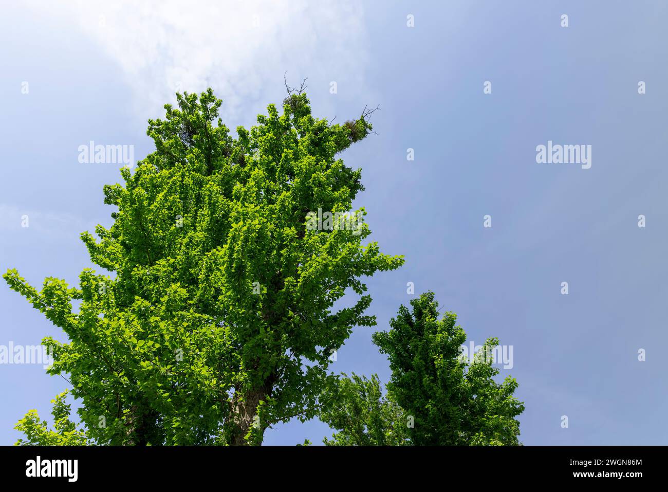 tall lime trees in the summer against the blue sky, beautiful green ...