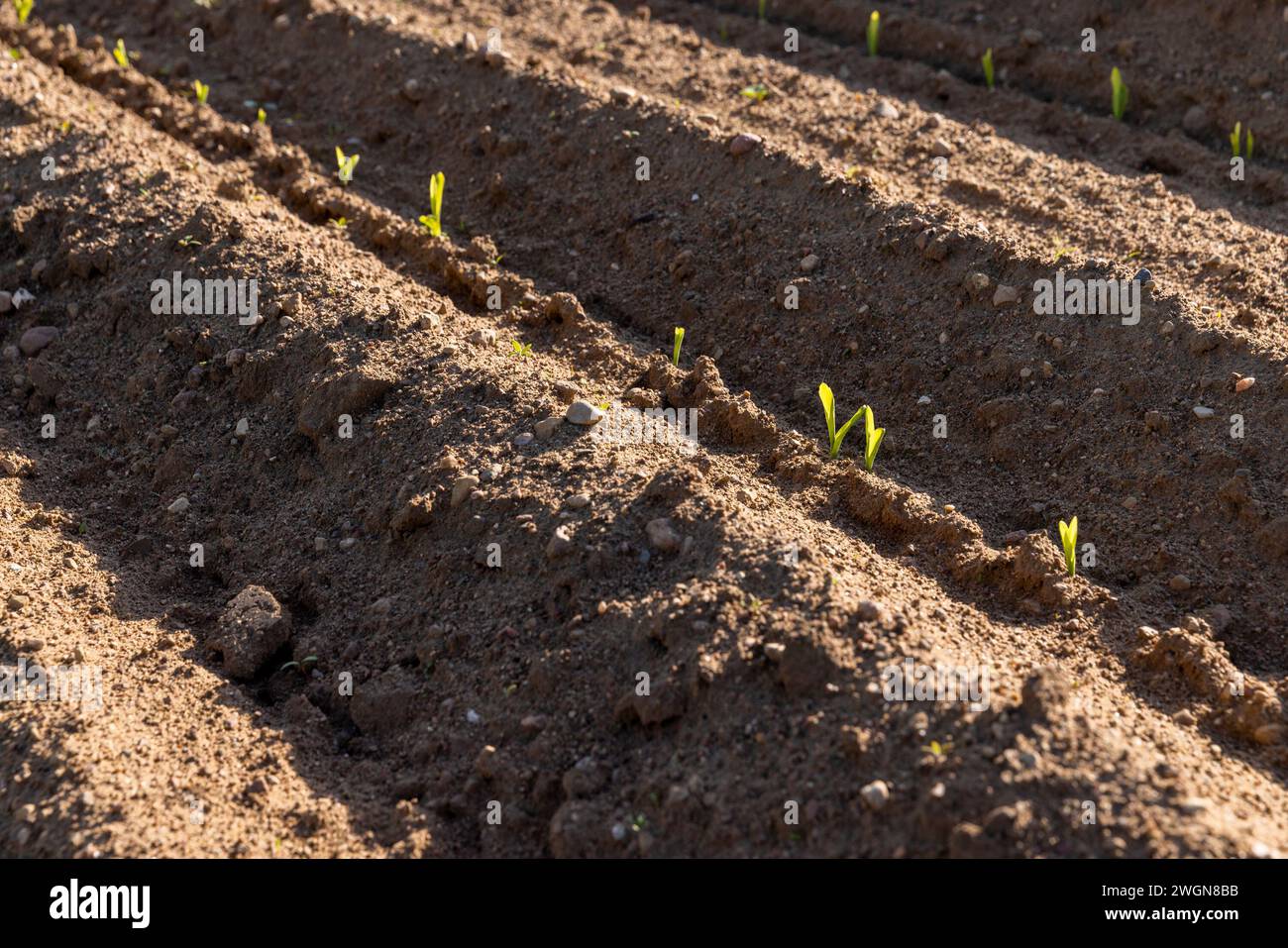 new corn sprouts in the field in spring, a growing monoculture of sweet ...