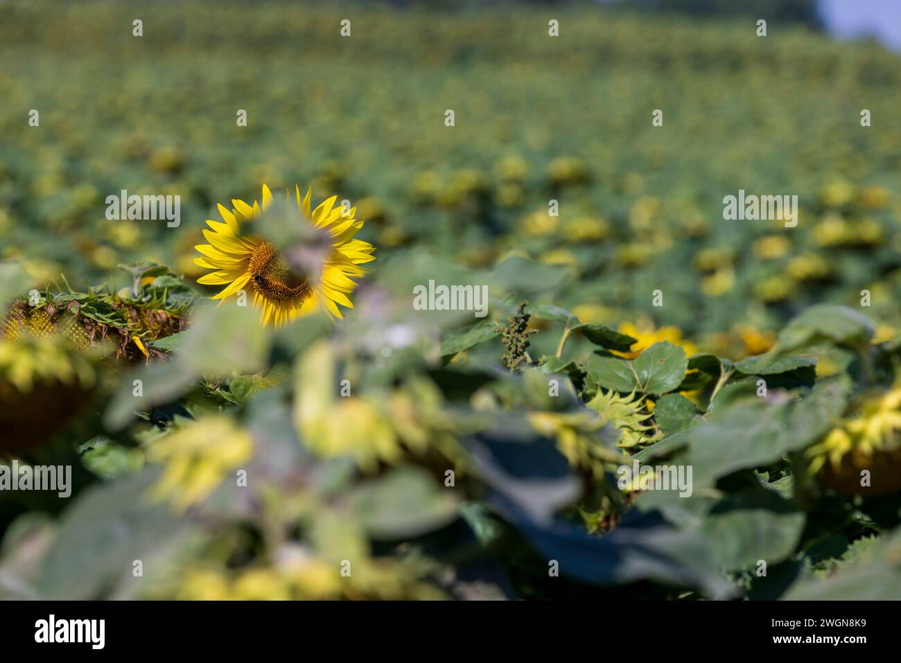 fading sunflowers in the summer, blooming at the end of flowering ...