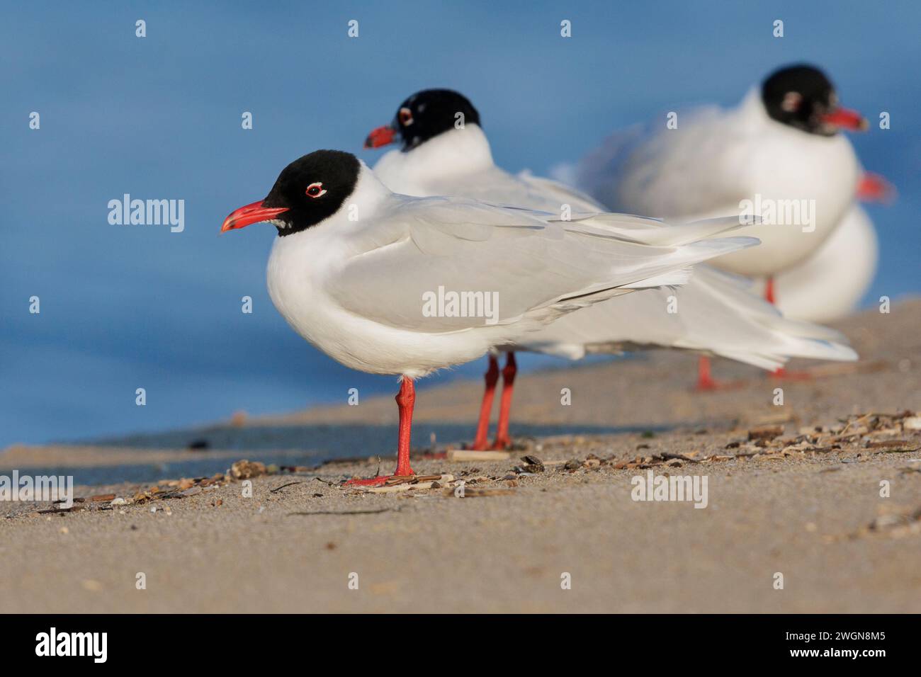 Mediterranean Gull (Ichthyaetus melanocephalus), side view of adults in ...