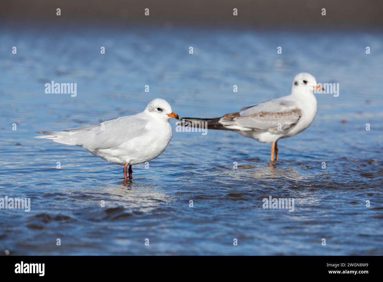 Mediterranean Gull (Ichthyaetus melanocephalus), side view of an adult ...