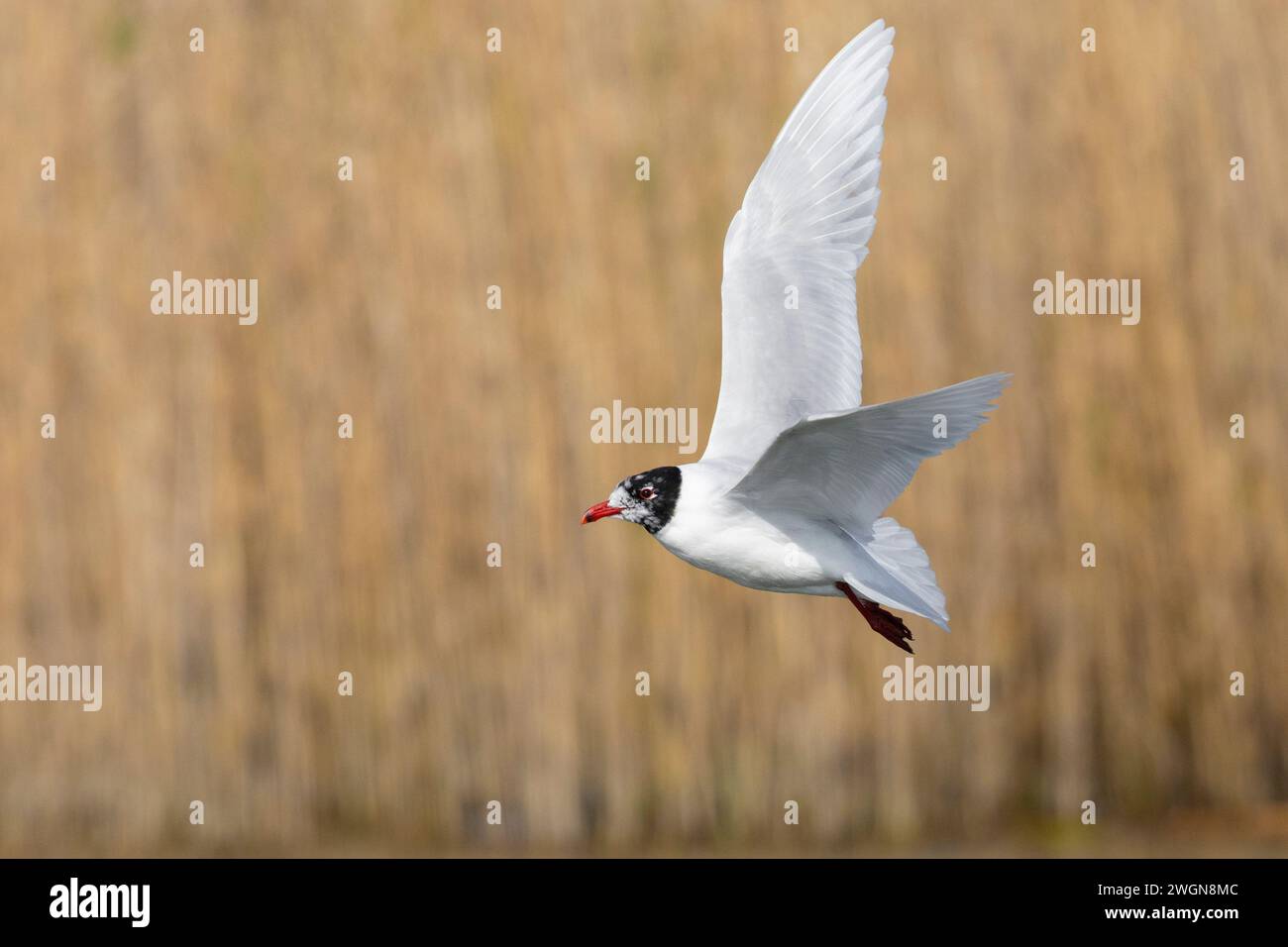 Mediterranean Gull (Ichthyaetus melanocephalus), side view of an adult ...