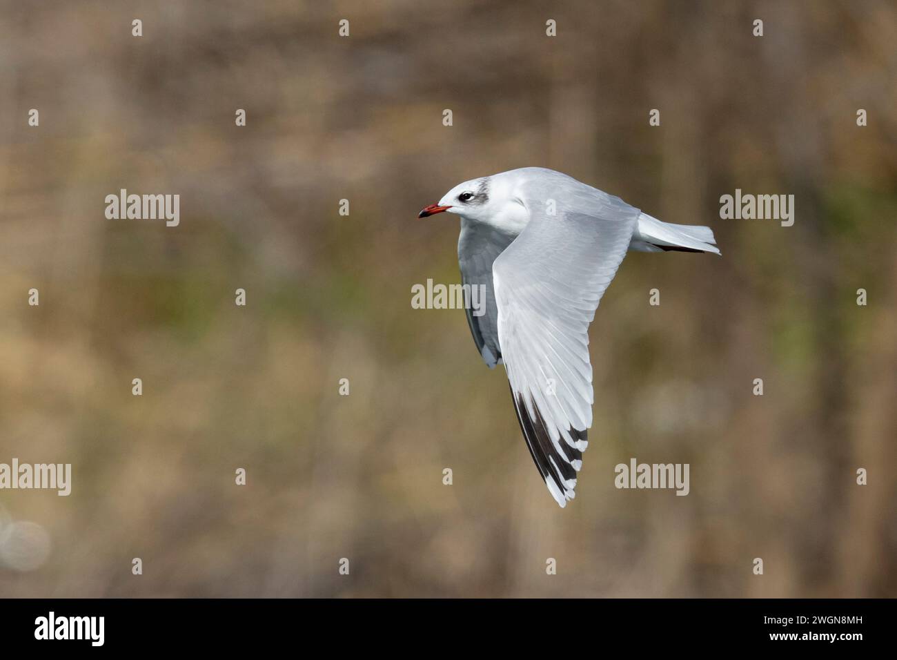 Mediterranean Gull (Ichthyaetus melanocephalus), side view of a second ...
