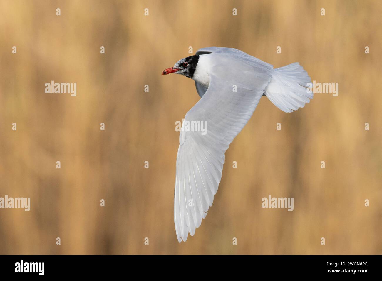 Mediterranean Gull (Ichthyaetus melanocephalus), side view of an adult ...